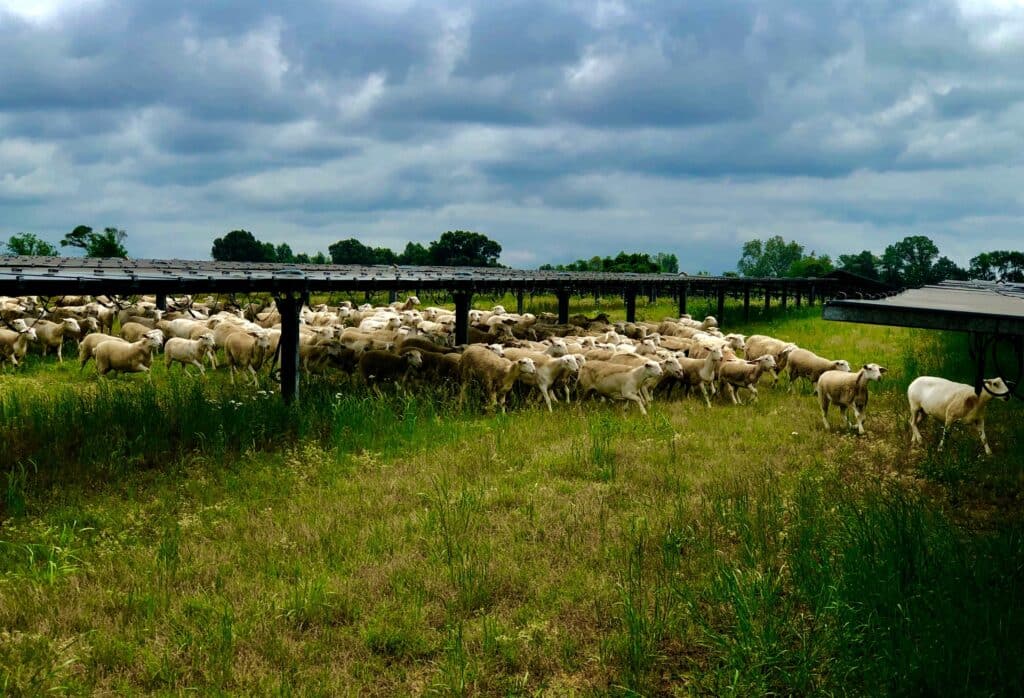 What’s New in Utility-Scale Agrivoltaics and ESG Solutions? – Silicon Ranch