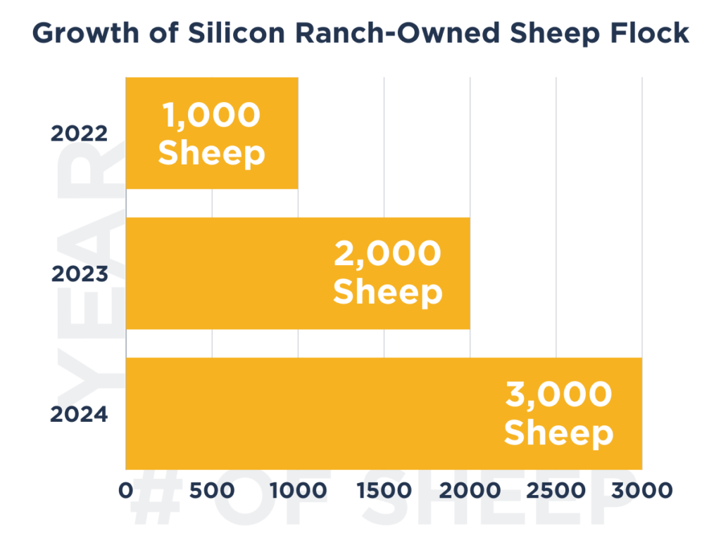 Silicon Ranch invests big in sheep infrastructure and genetics ...