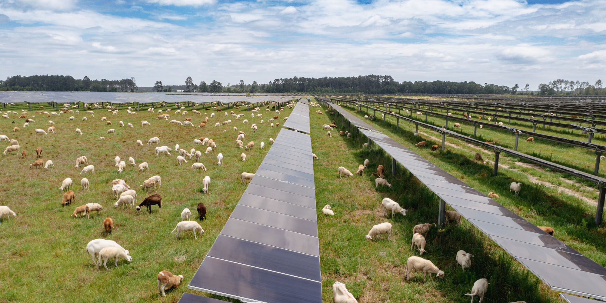 Replicating Agrivoltaics in a Big Way