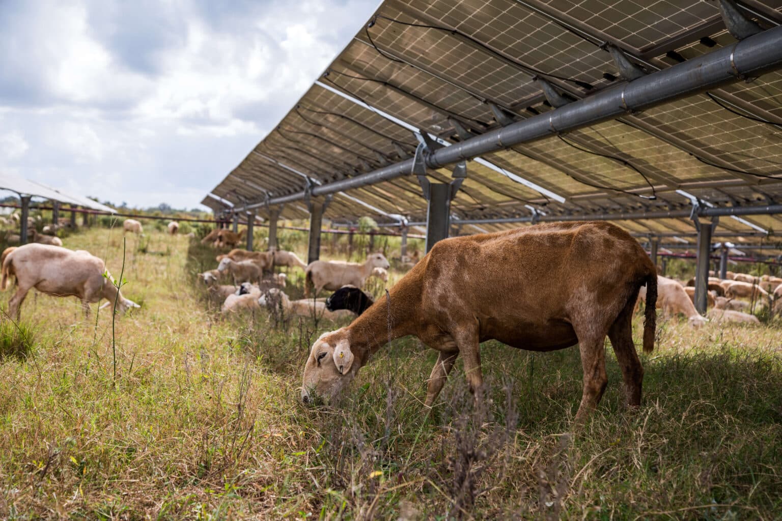 Commercial & Industrial – Silicon Ranch