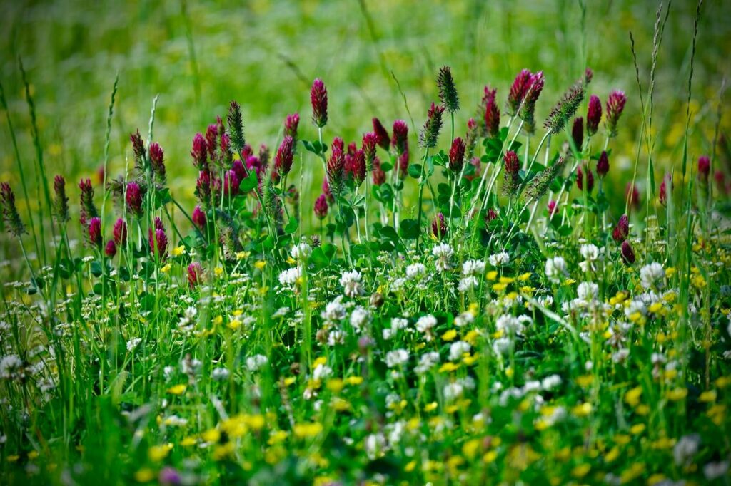 How Can a Large Solar Farm Be a Good Neighbor? – Silicon Ranch