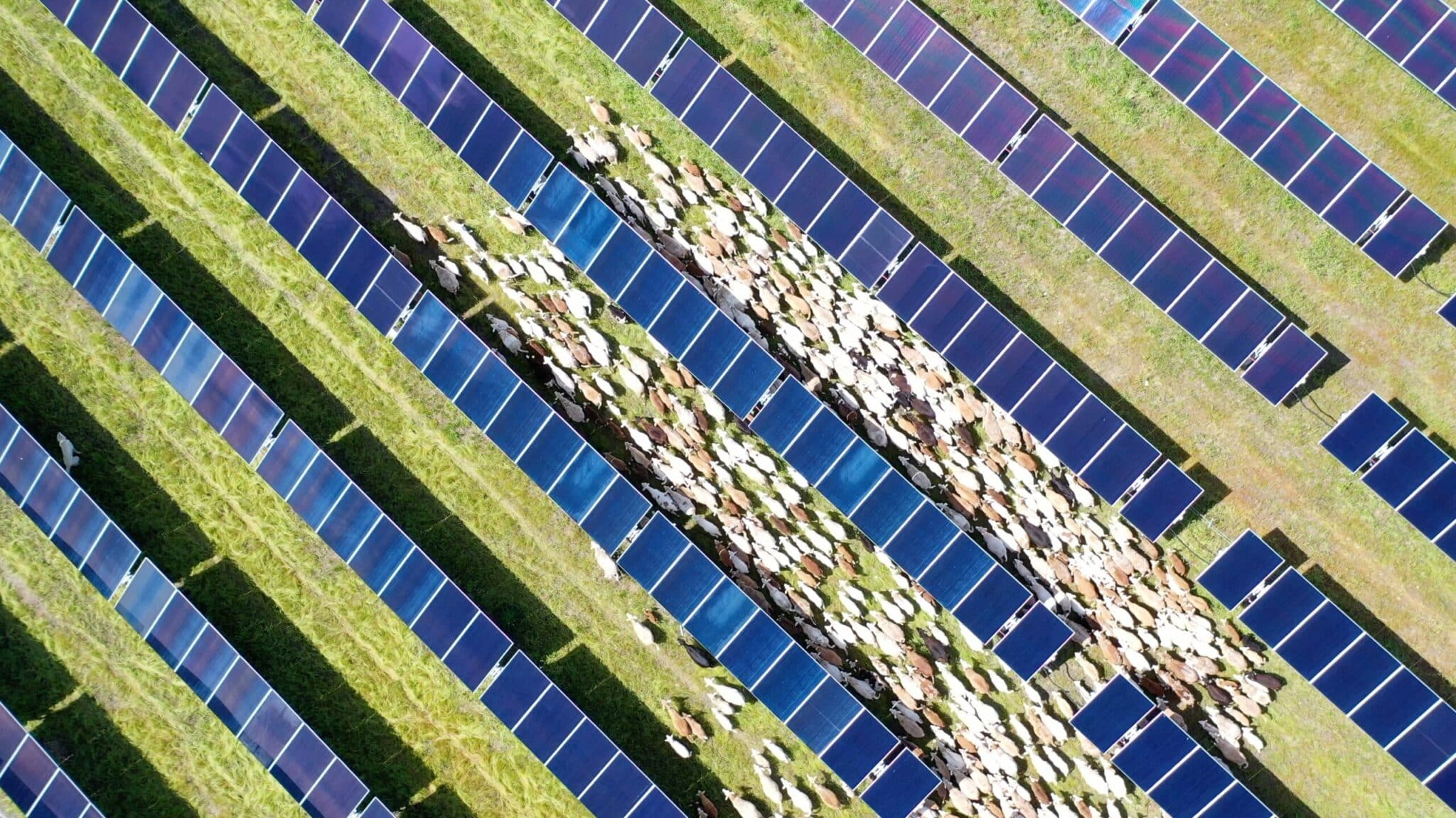 Regenerative Energy & Agrivoltaics | Silicon Ranch