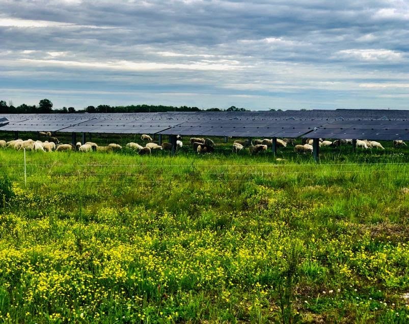 Silicon Ranch Launches Regenerative Energy® at Tennessee’s Largest ...