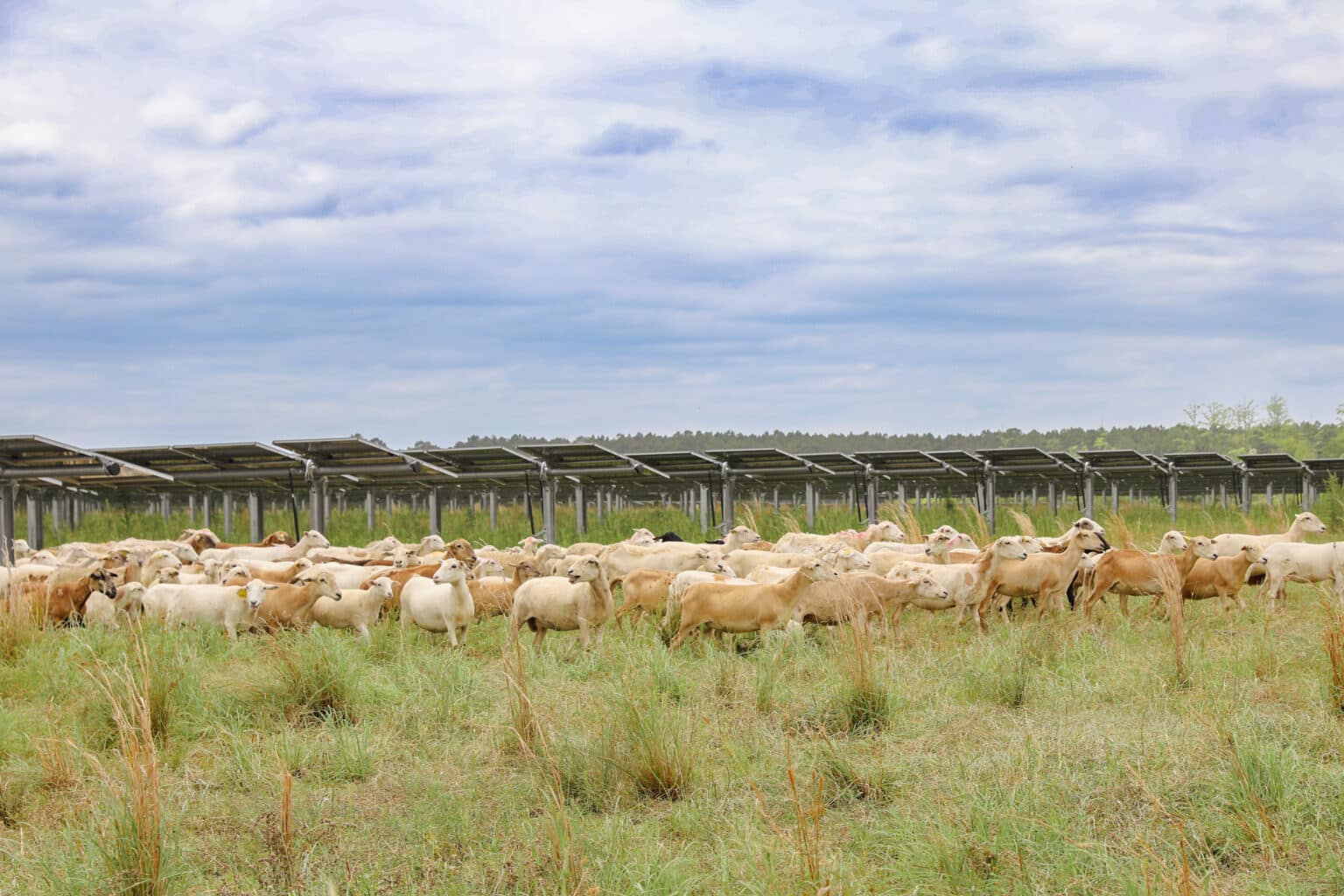 Regenerative Energy & Agrivoltaics – Silicon Ranch