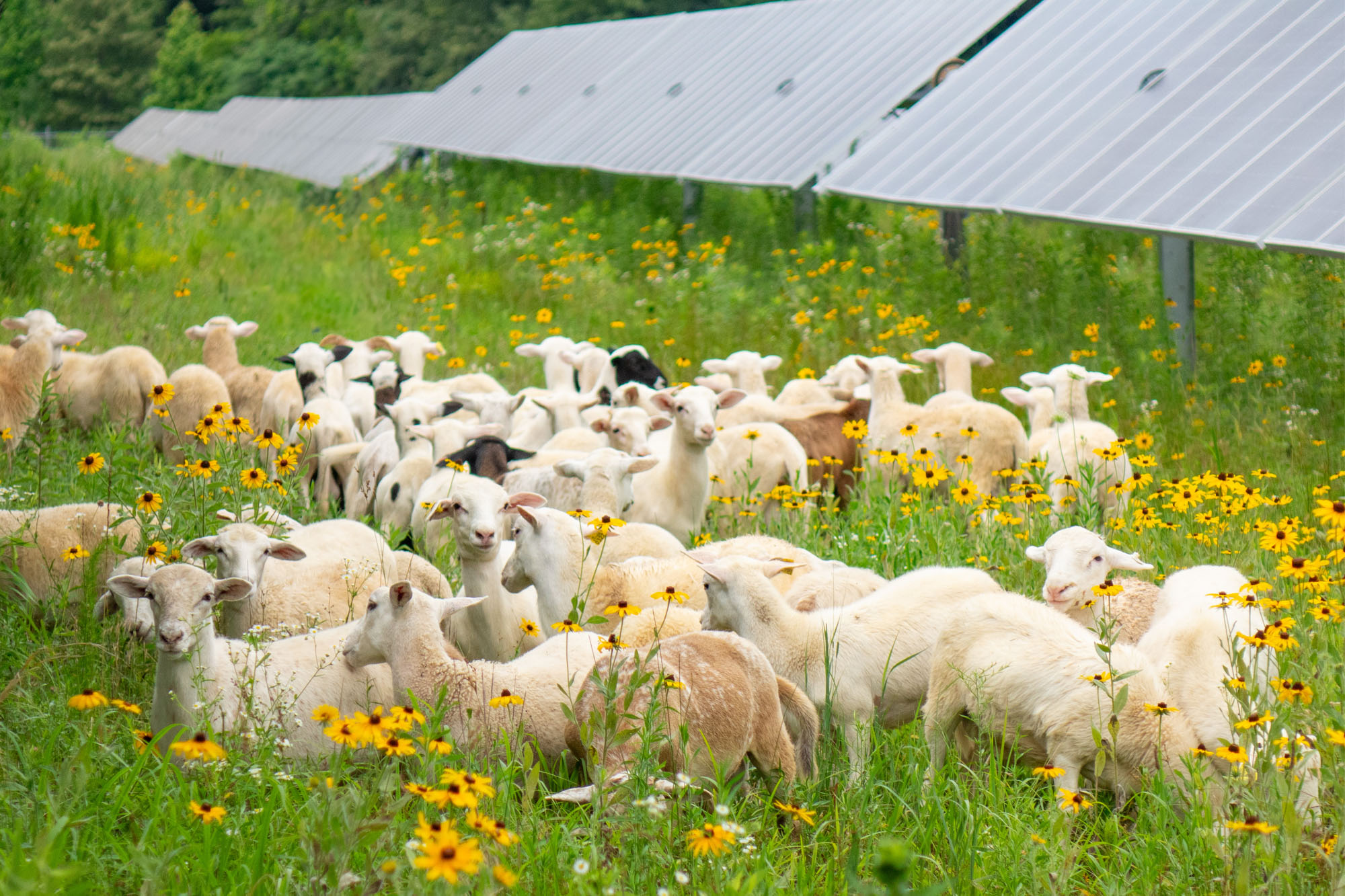 Stories – Silicon Ranch