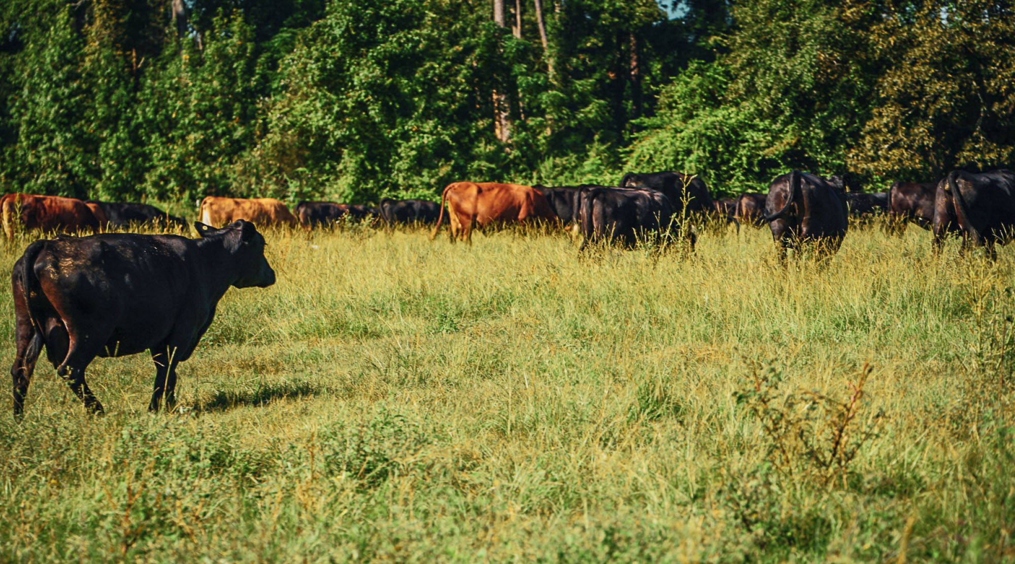 CattleTracker – Silicon Ranch