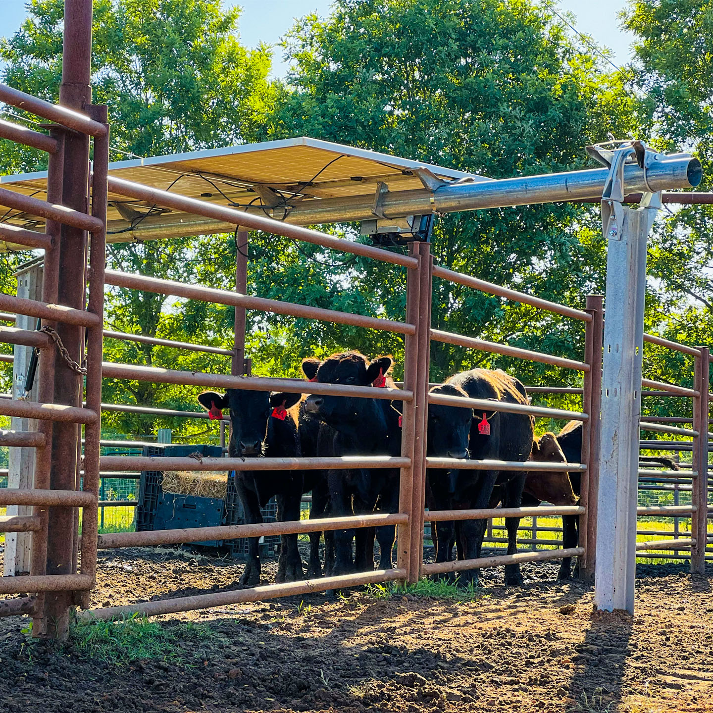 CattleTracker – Silicon Ranch