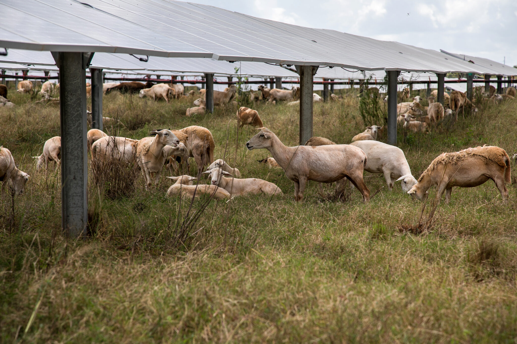 Regenerative Energy & Agrivoltaics – Silicon Ranch