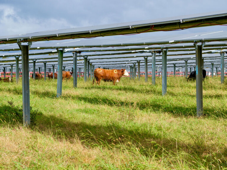 CattleTracker – Silicon Ranch