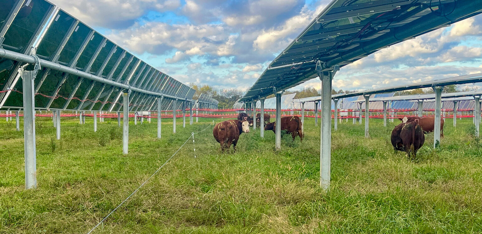 CattleTracker – Silicon Ranch