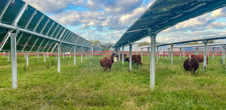 CattleTracker – Silicon Ranch