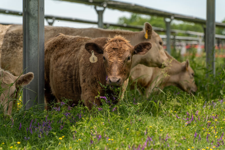 CattleTracker – Silicon Ranch